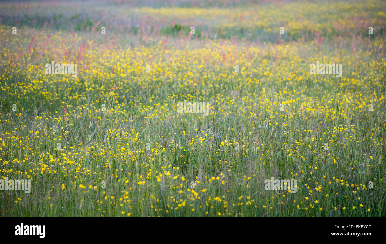Summer meadow in the British countryside with grasses and buttercups ...