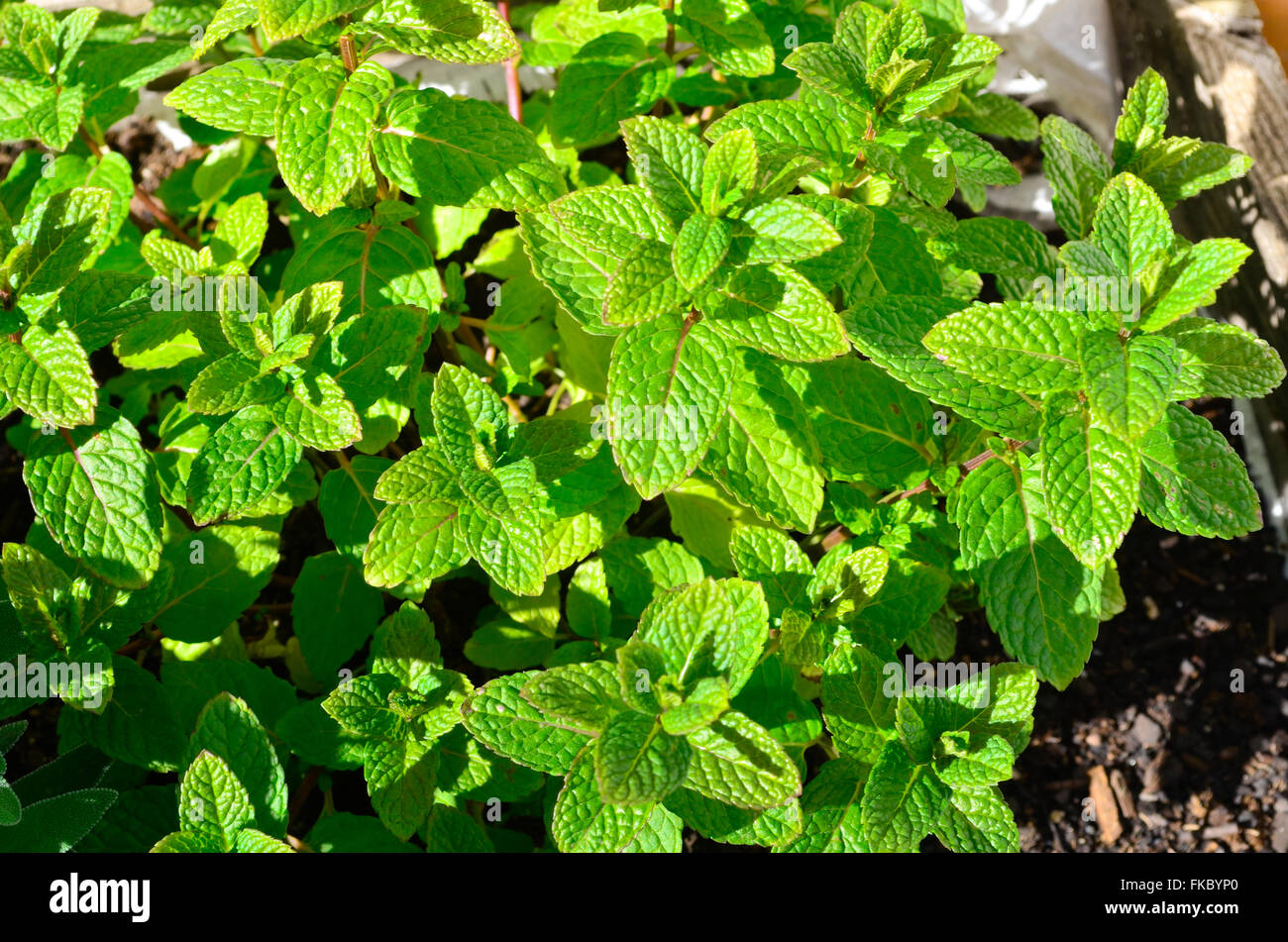 Mint images Stock Photos & Images from Alamy