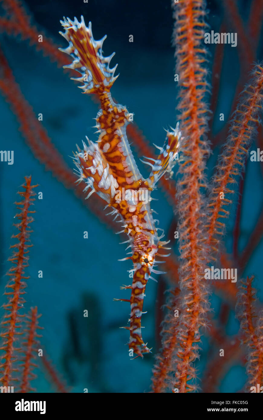 Red pipefish hi-res stock photography and images - Alamy