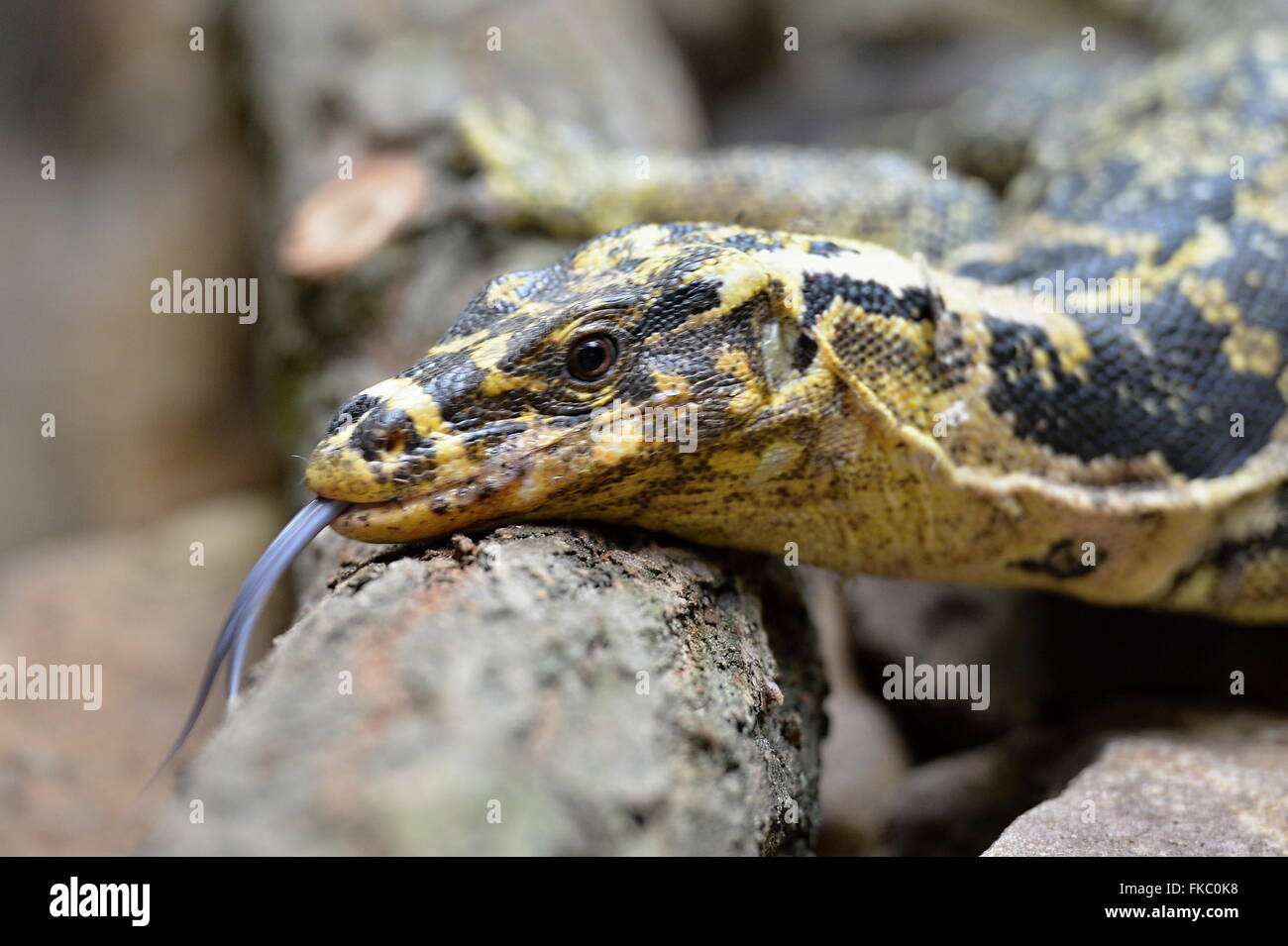 Animals in mindanao hi-res stock photography and images - Alamy