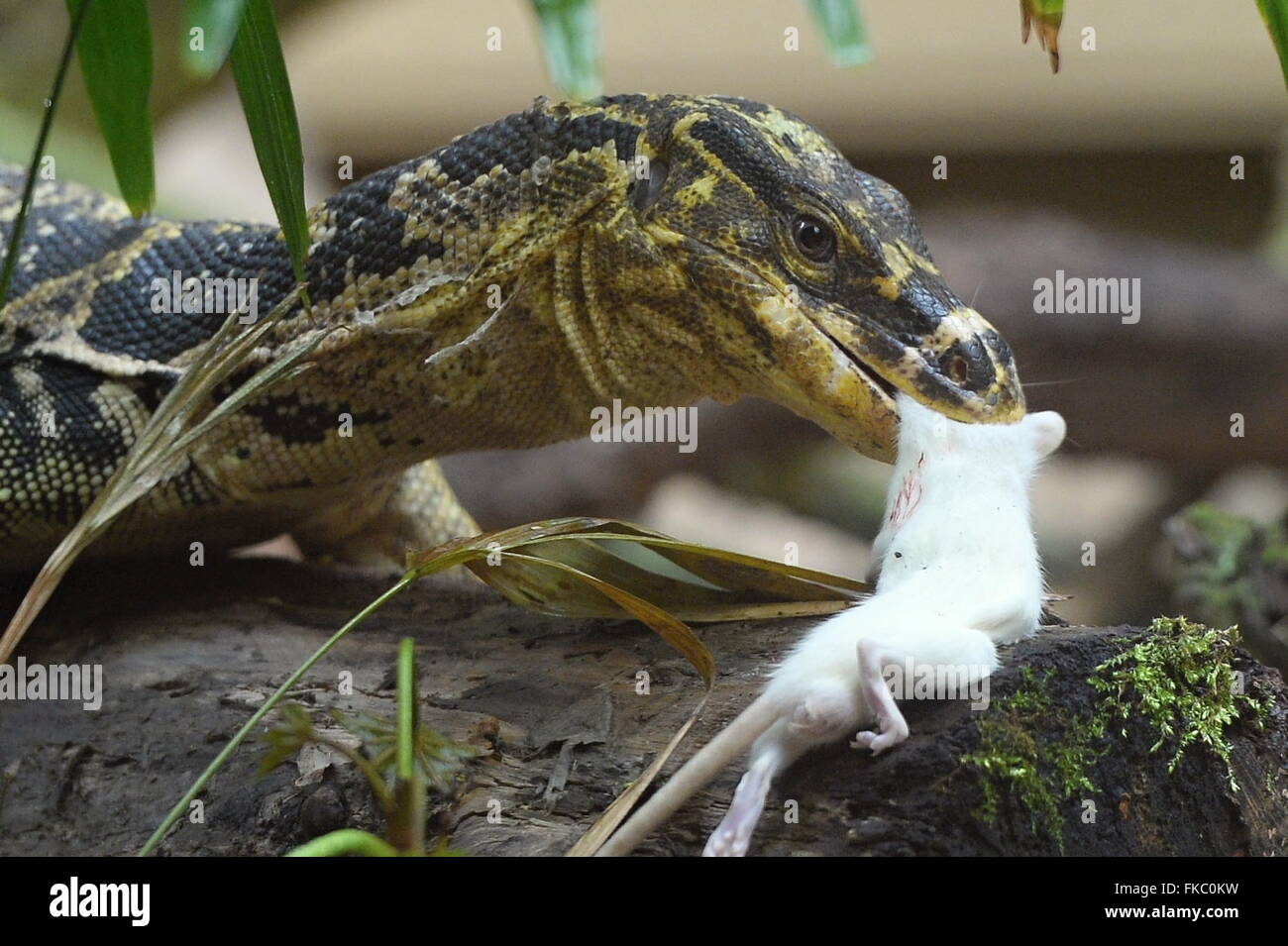 Animals in mindanao hi-res stock photography and images - Alamy