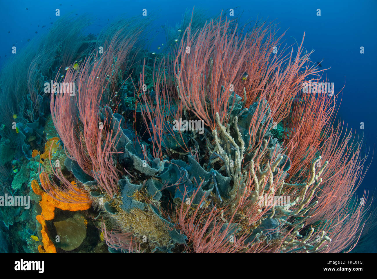 A reef full of red whip corals or sea whips, Ellisella sp. and ...