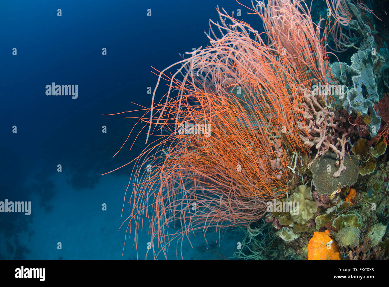 Coral Reef Red Sea Fish Sponges High Resolution Stock Photography and ...