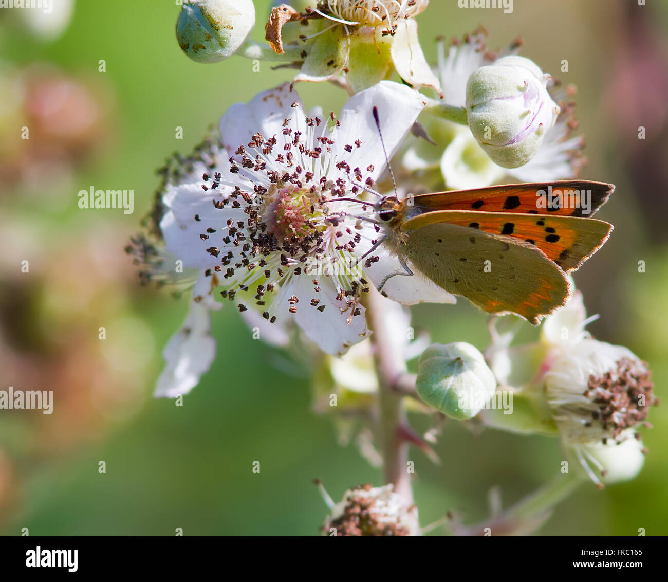 Small Copper butterfly Stock Photo - Alamy