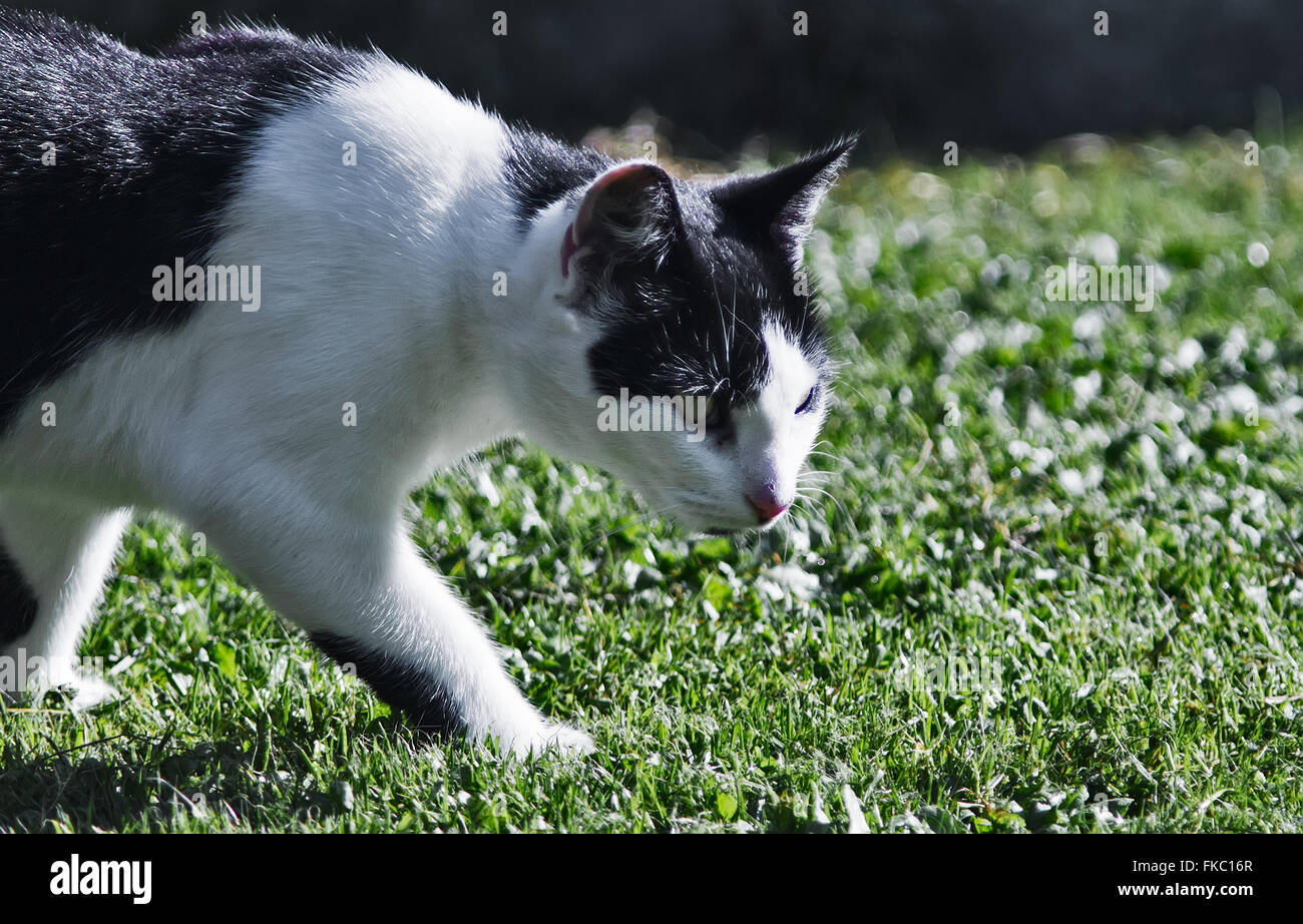 Stalking cat hi-res stock photography and images - Alamy