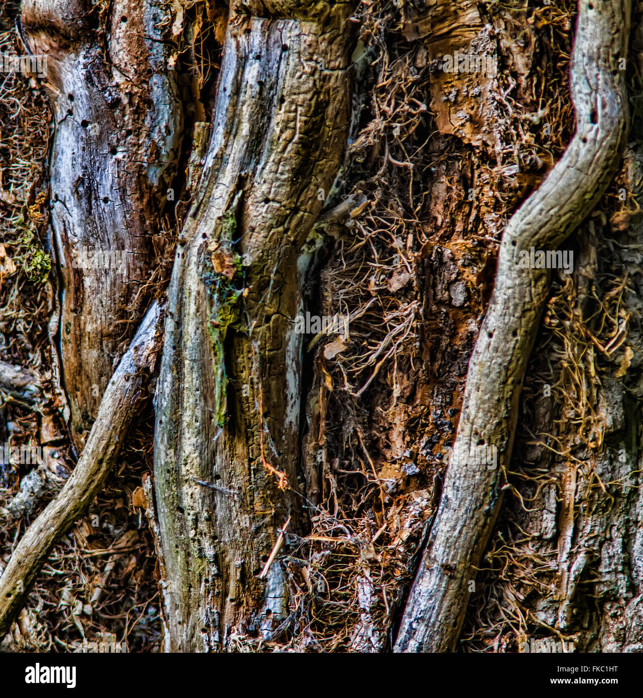 Tree bark structure macro Stock Photo - Alamy