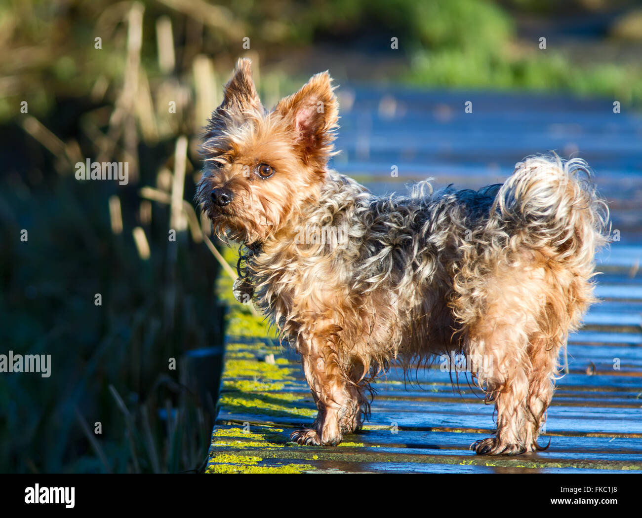 Yorkshire Terrier Dog with scruffy wet fur Stock Photo - Alamy