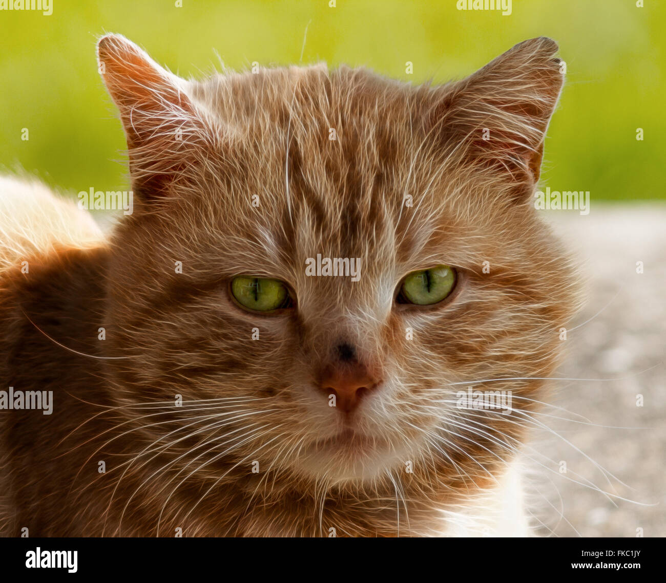 Ginger tabby cat hi-res stock photography and images - Alamy