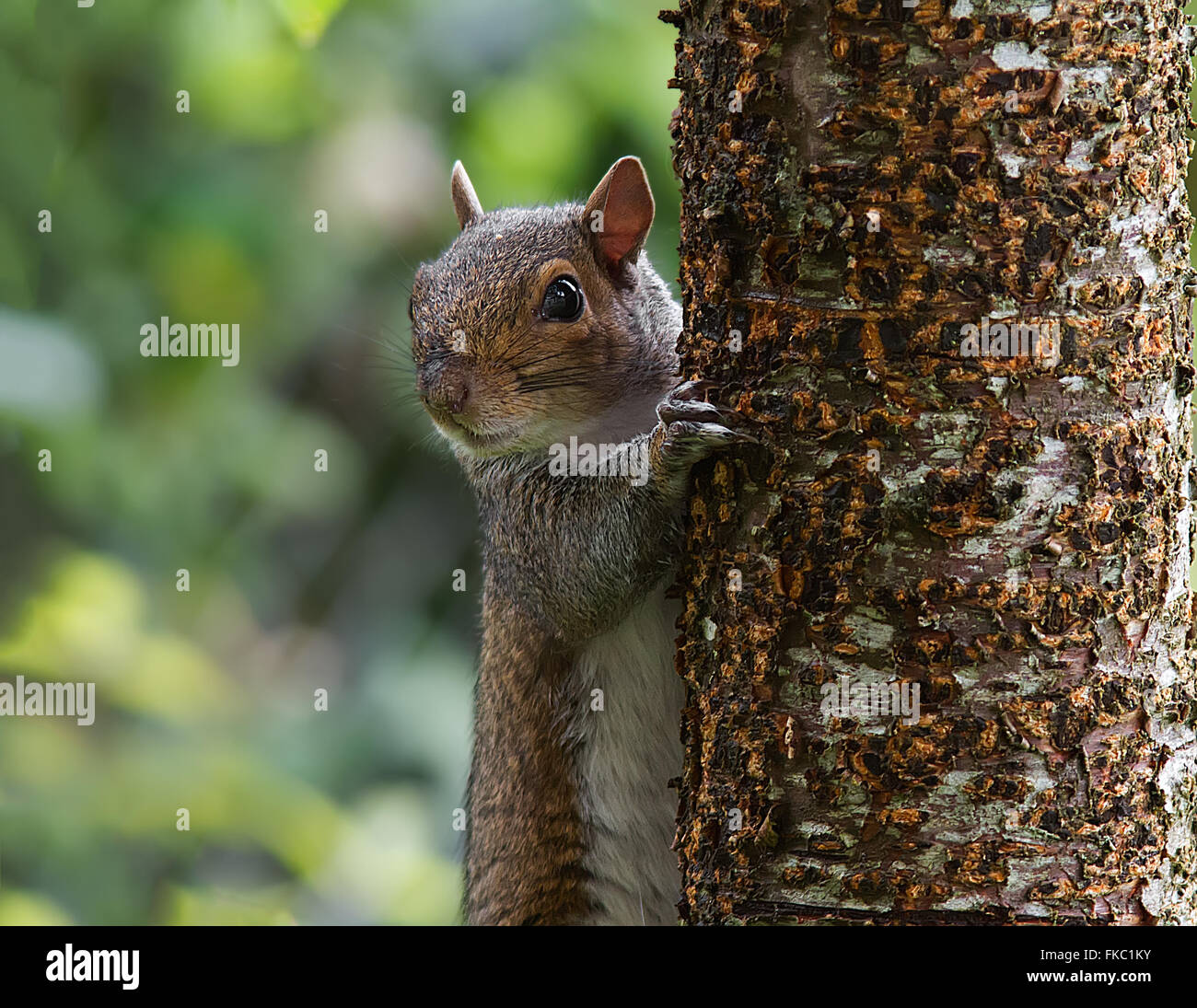 A young squirrel on a tree Stock Photo - Alamy