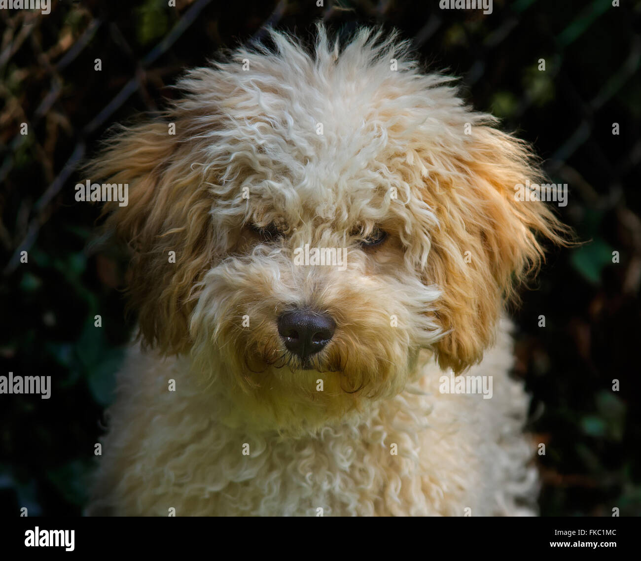 Cavapoo Puppy High Resolution Stock Photography and Images - Alamy