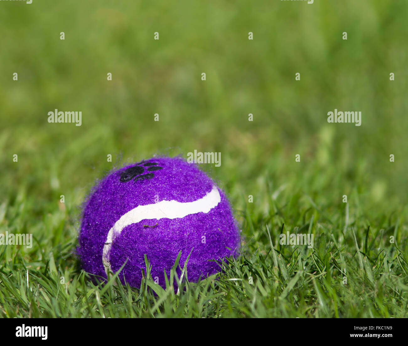 A tennis ball on grass Stock Photo - Alamy