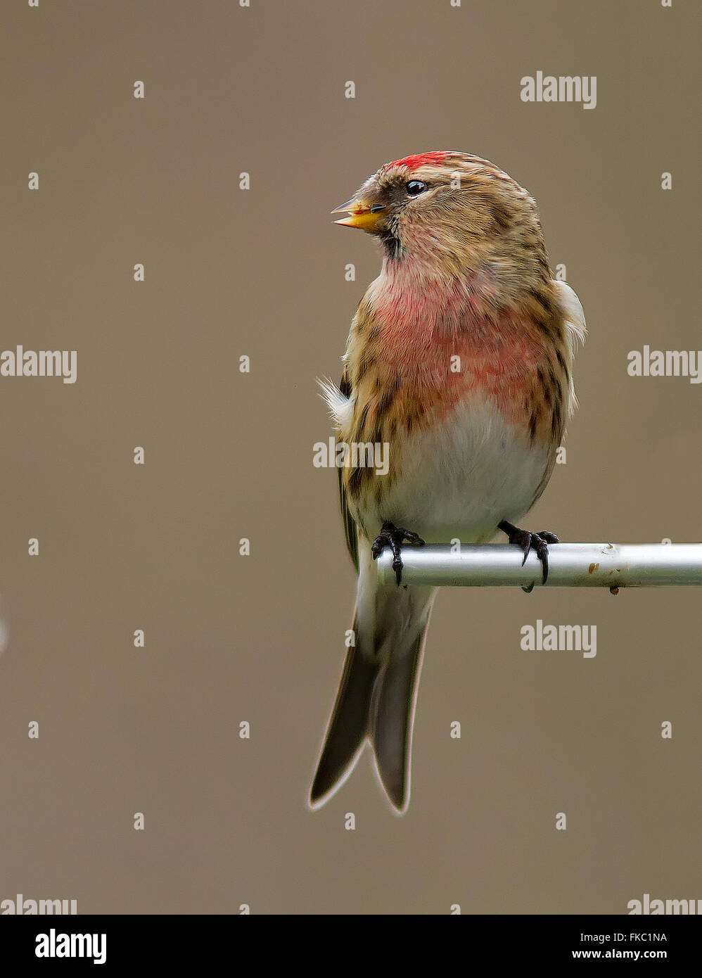 Redpoll bird hi-res stock photography and images - Alamy