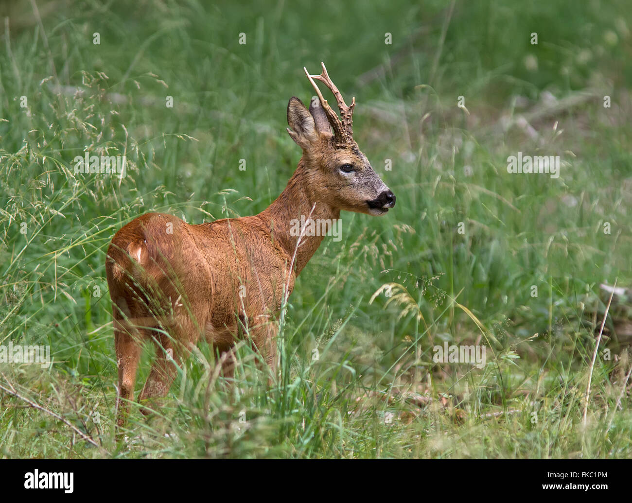 A Roe Deer Stock Photo - Alamy