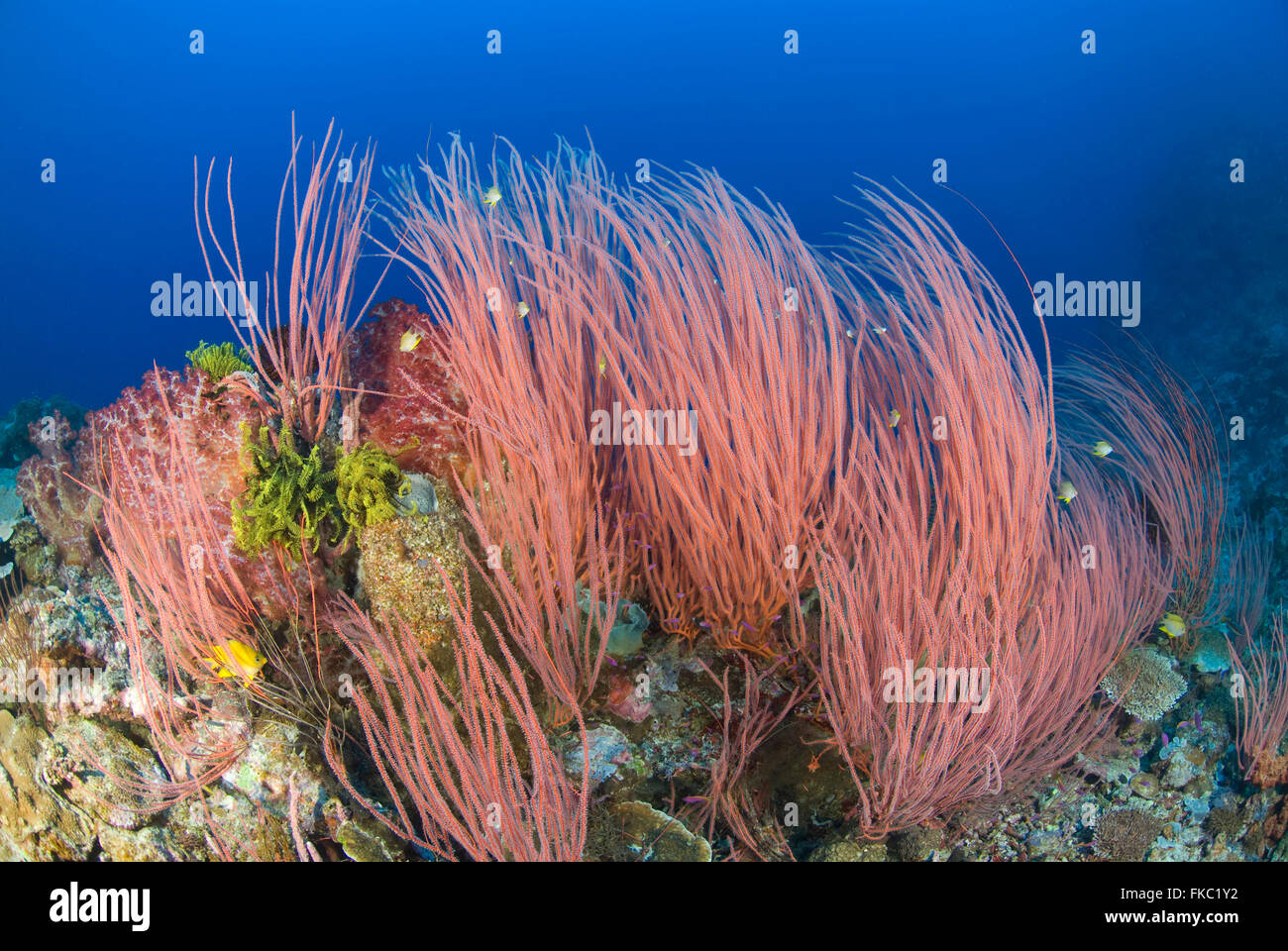 Whip corals hi-res stock photography and images - Alamy