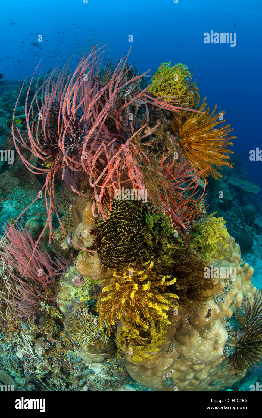 A reef full of red whip corals or sea whips, Ellisella sp. full of ...