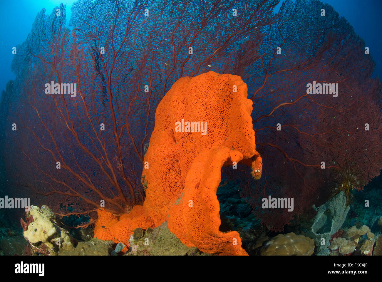Orange elephant ear sponge hi-res stock photography and images - Alamy