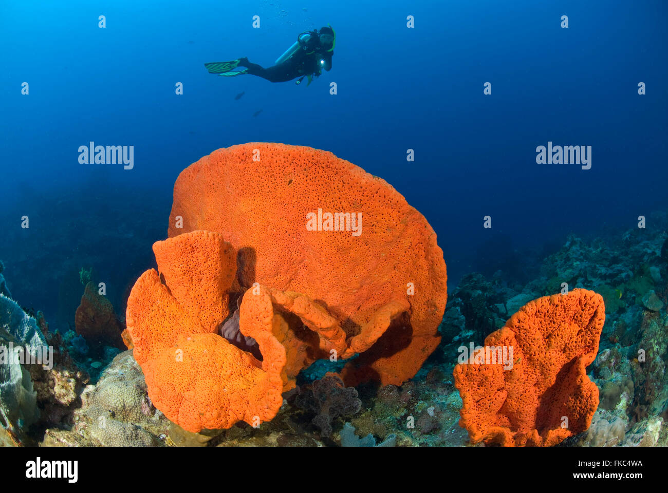 Orange elephant ear sponge hi-res stock photography and images - Alamy