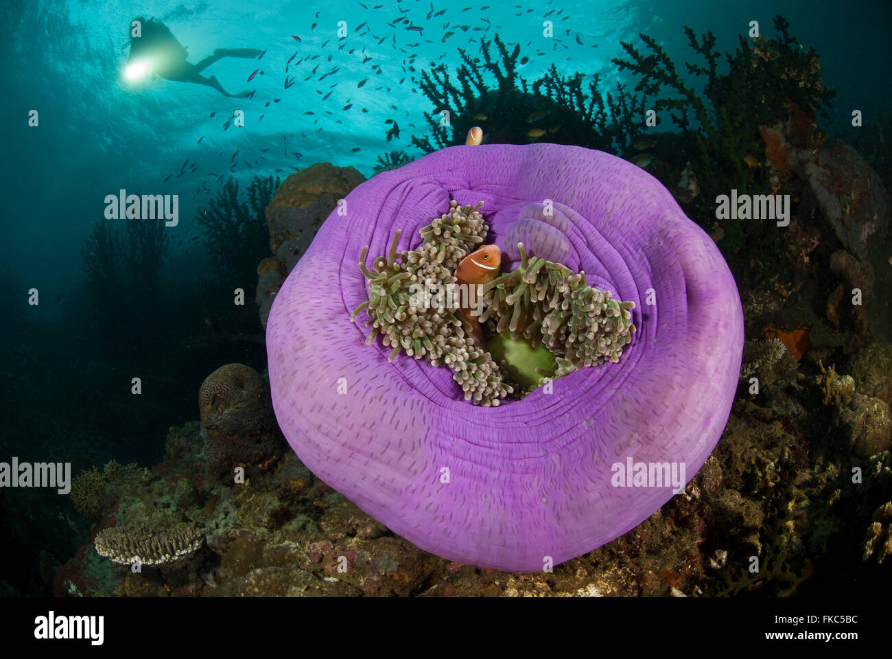 Pink anemonefish (Amphiprion perideraion) in its balled up home with ...