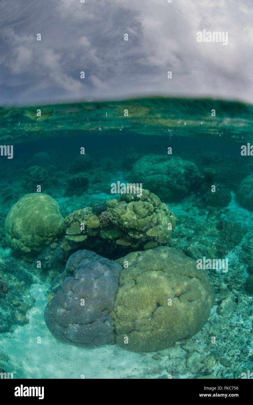 Porites coral heads in shallow reef, Split level. Porites sp Stock ...