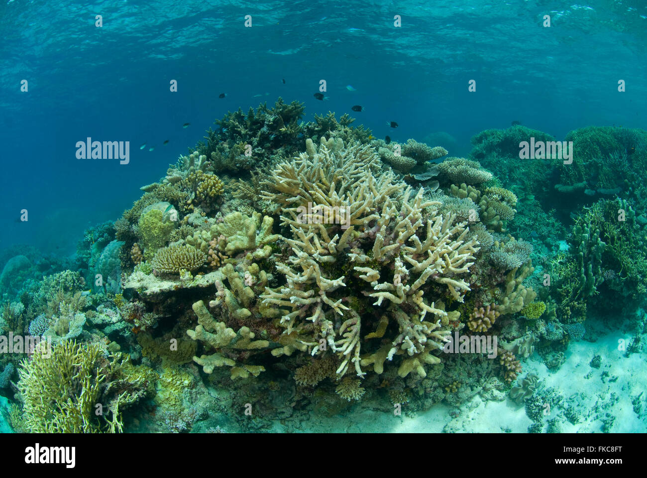 Great barrier reef underwater diversity hi-res stock photography and ...