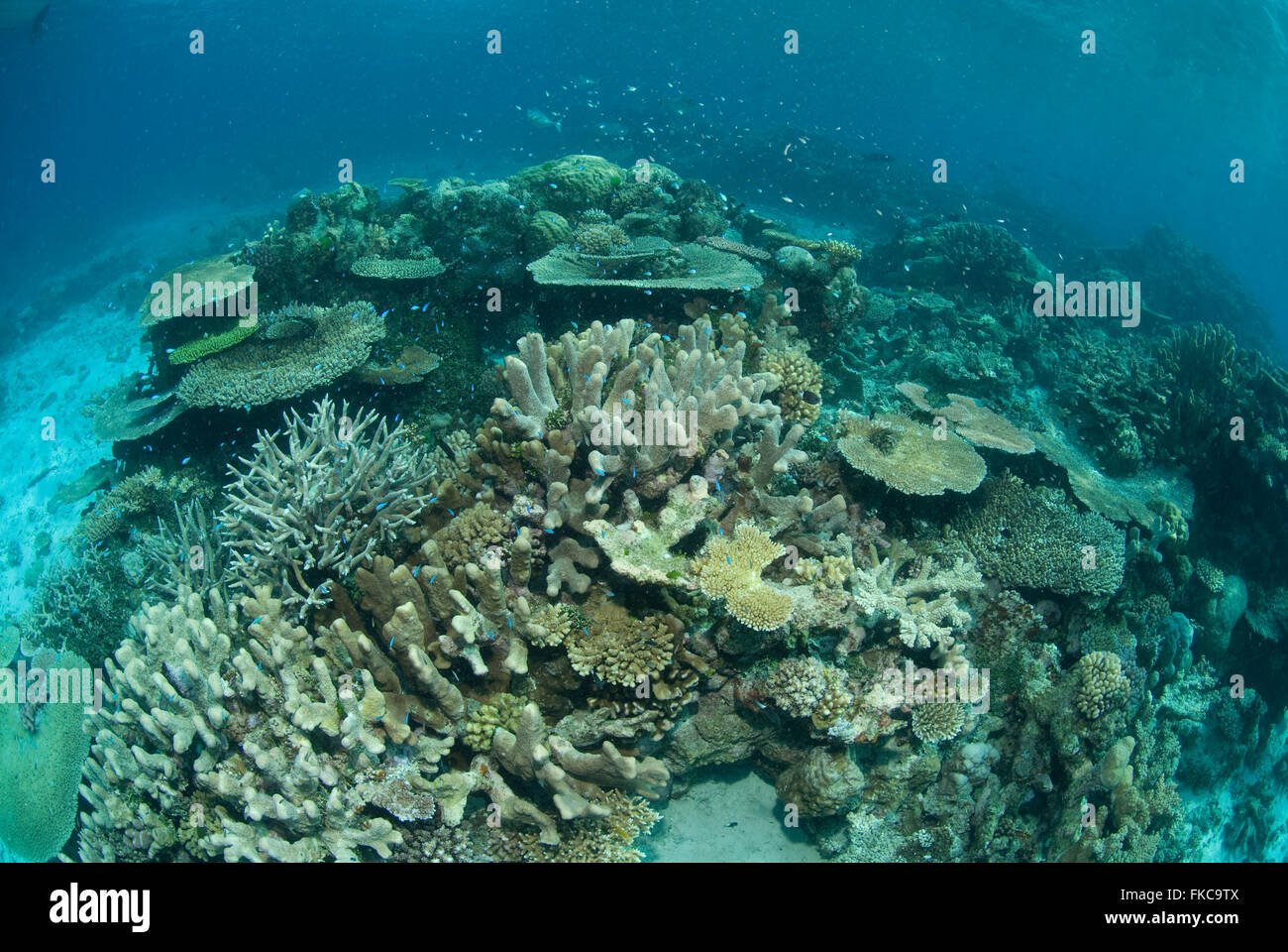 Coral reef in the far northern Great Barrier Reef Stock Photo - Alamy