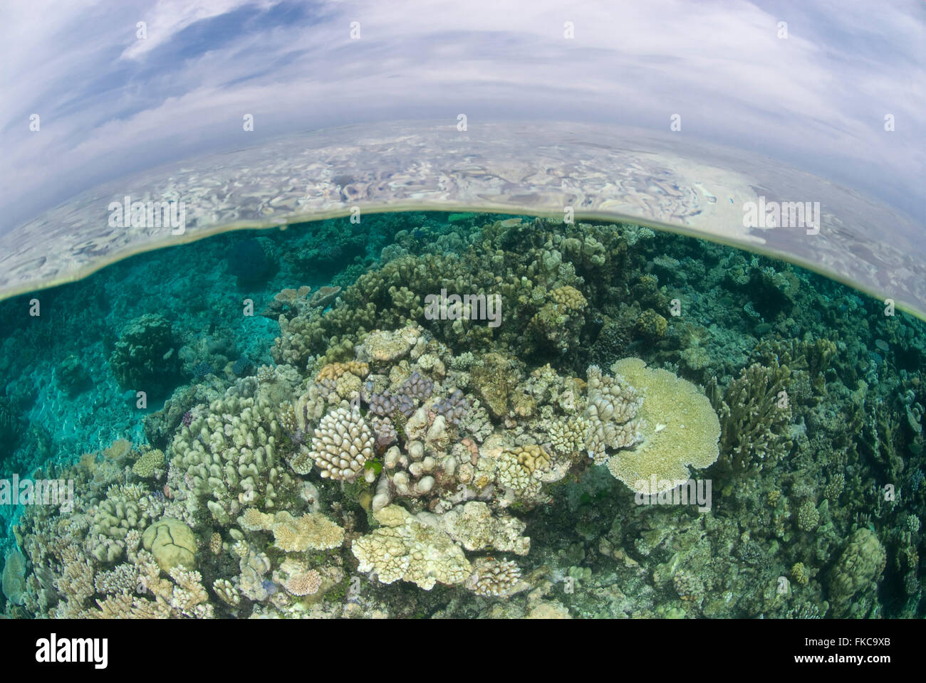 Coral reef in the far northern Great Barrier Reef, split level Stock ...