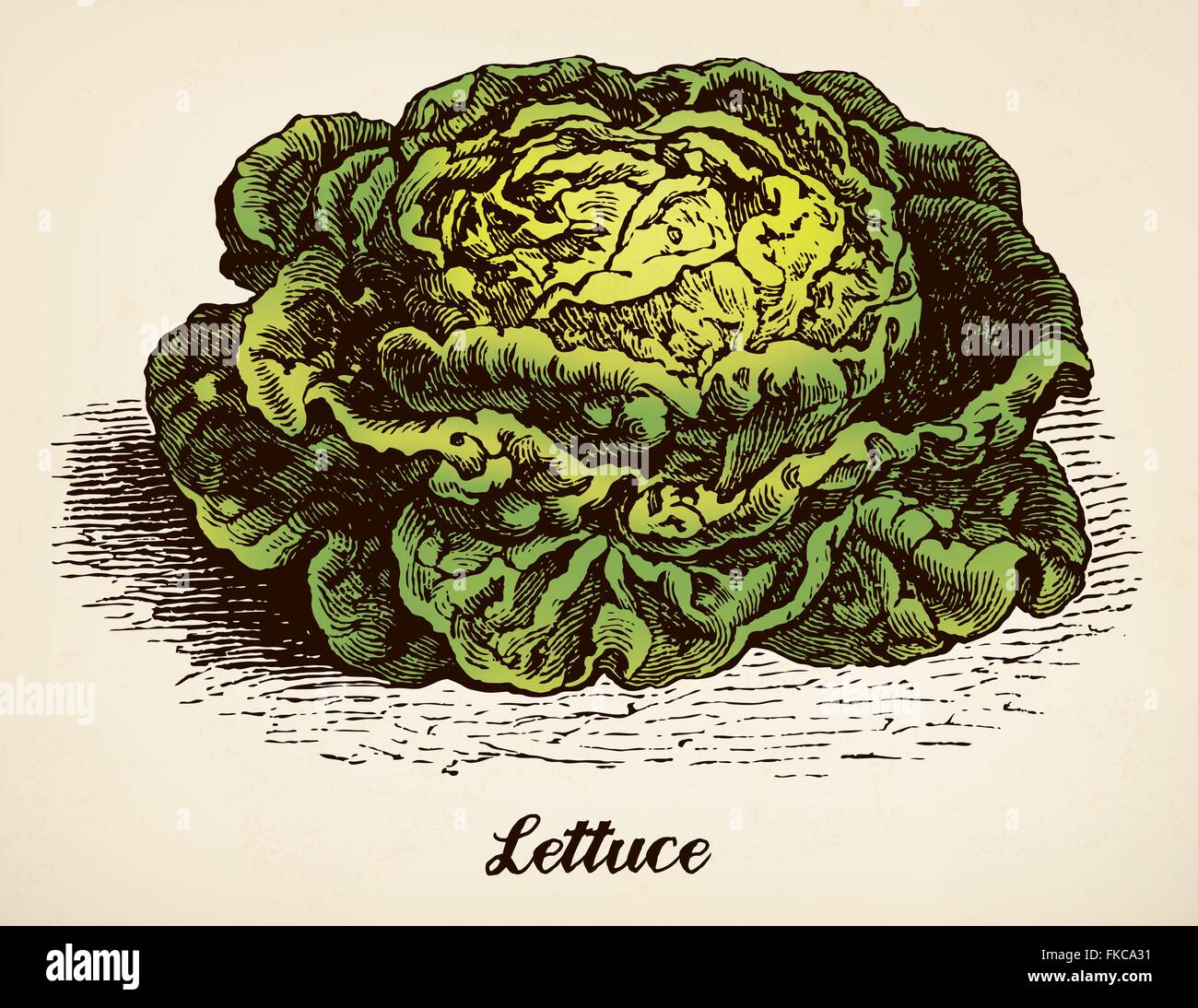 Lettuce vector vectors hi-res stock photography and images - Alamy