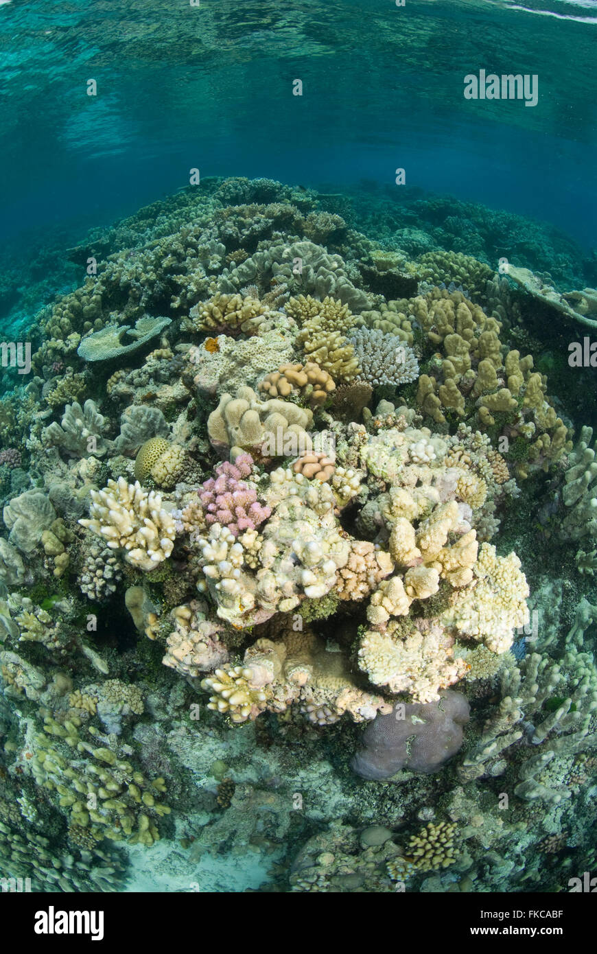 Animals in the great barrier reef hi-res stock photography and images ...