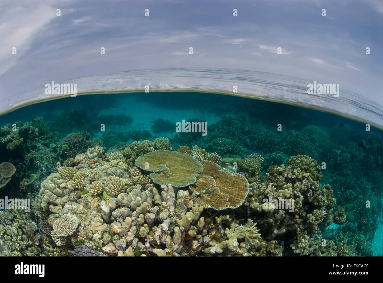 Coral reef in the far northern Great Barrier Reef, split level Stock ...