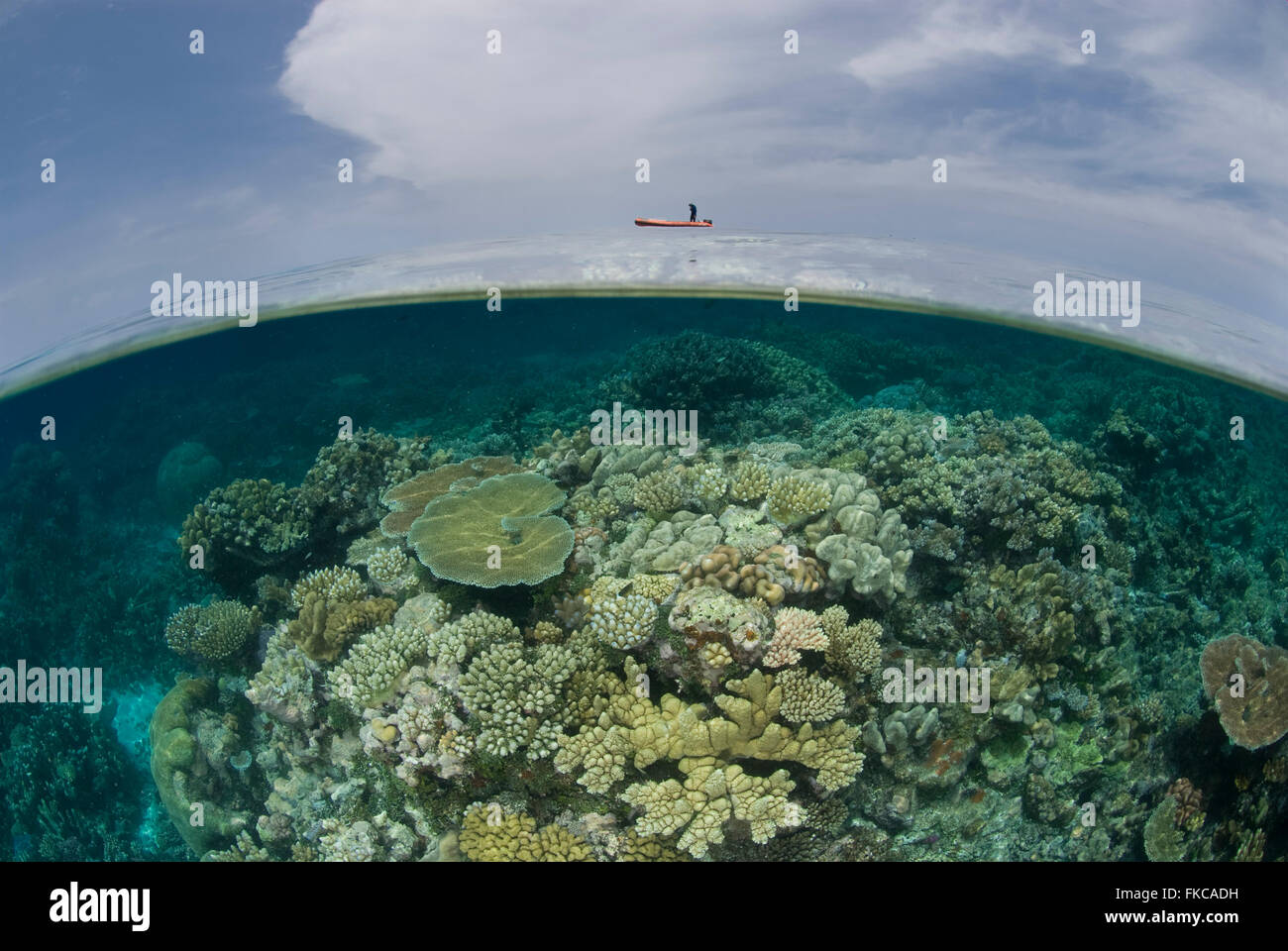 Coral reef in the far northern Great Barrier Reef, split level Stock ...