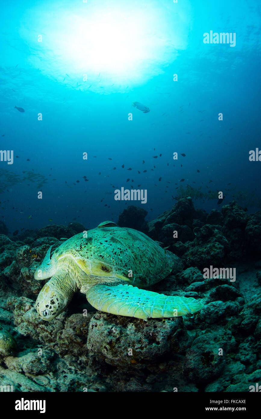 Green turtle under the sun beam in sipadan island dive in malaysia ...