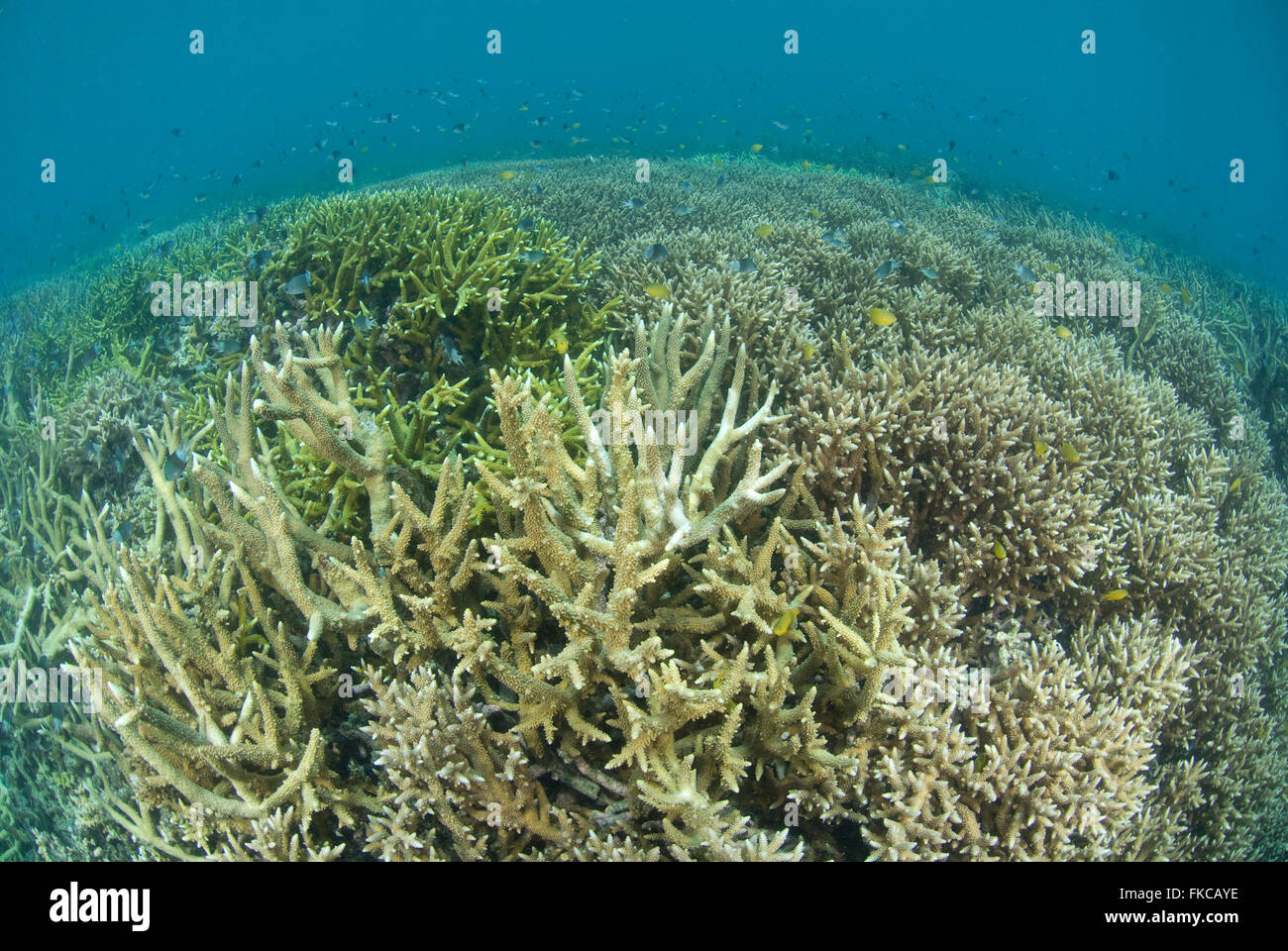 Indo pacific coral reefs hi-res stock photography and images - Alamy