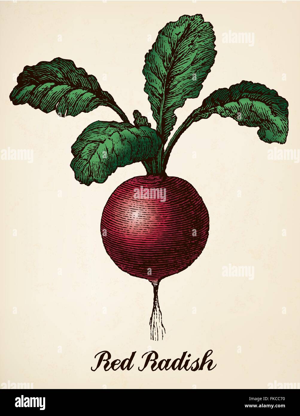 19th century engraving a Stock Vector Images - Alamy