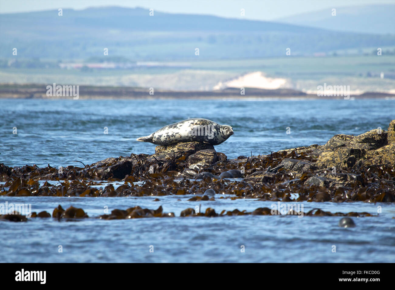 A grey seal laying on its stomach, Farne Islands Stock Photo - Alamy
