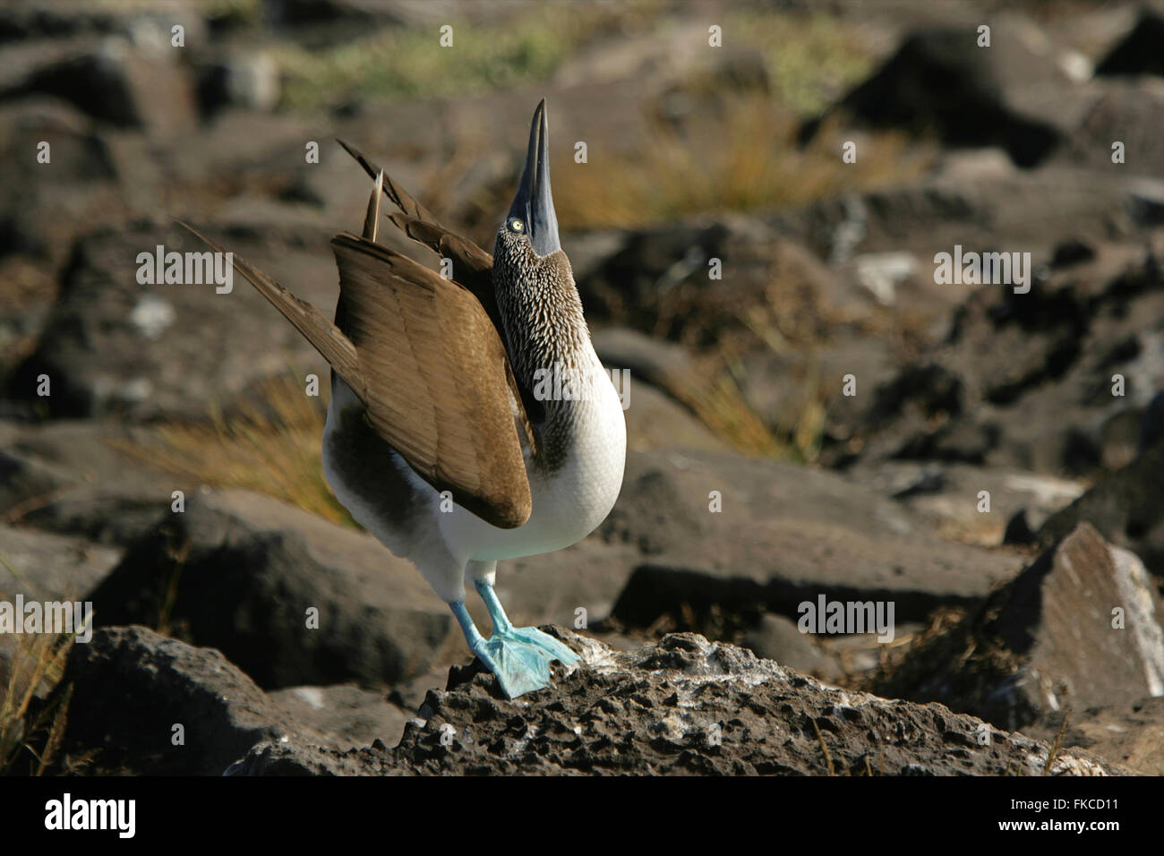 Blue-footed Booby bird basking in the sun on the Galapagos Islands ...