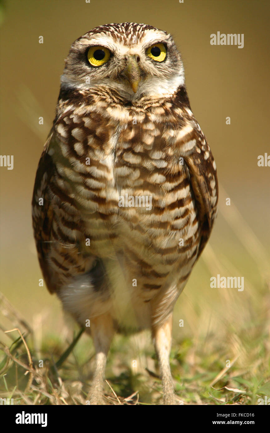 Inagua hi-res stock photography and images - Alamy