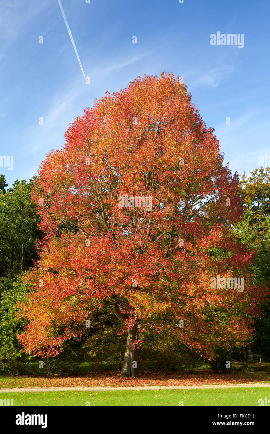 English treeline hi-res stock photography and images - Alamy
