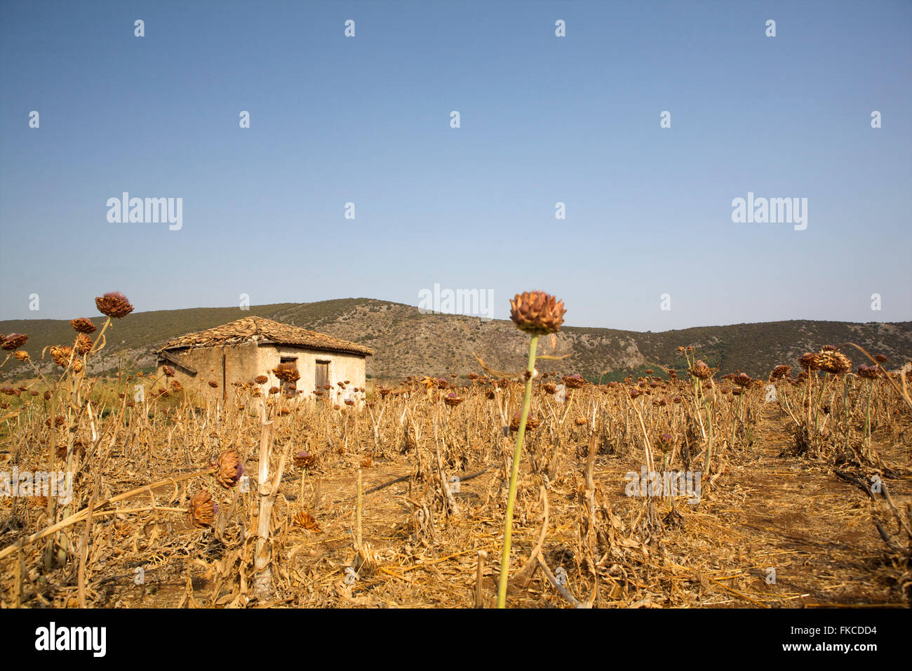 Dry Greek countryside Stock Photo - Alamy