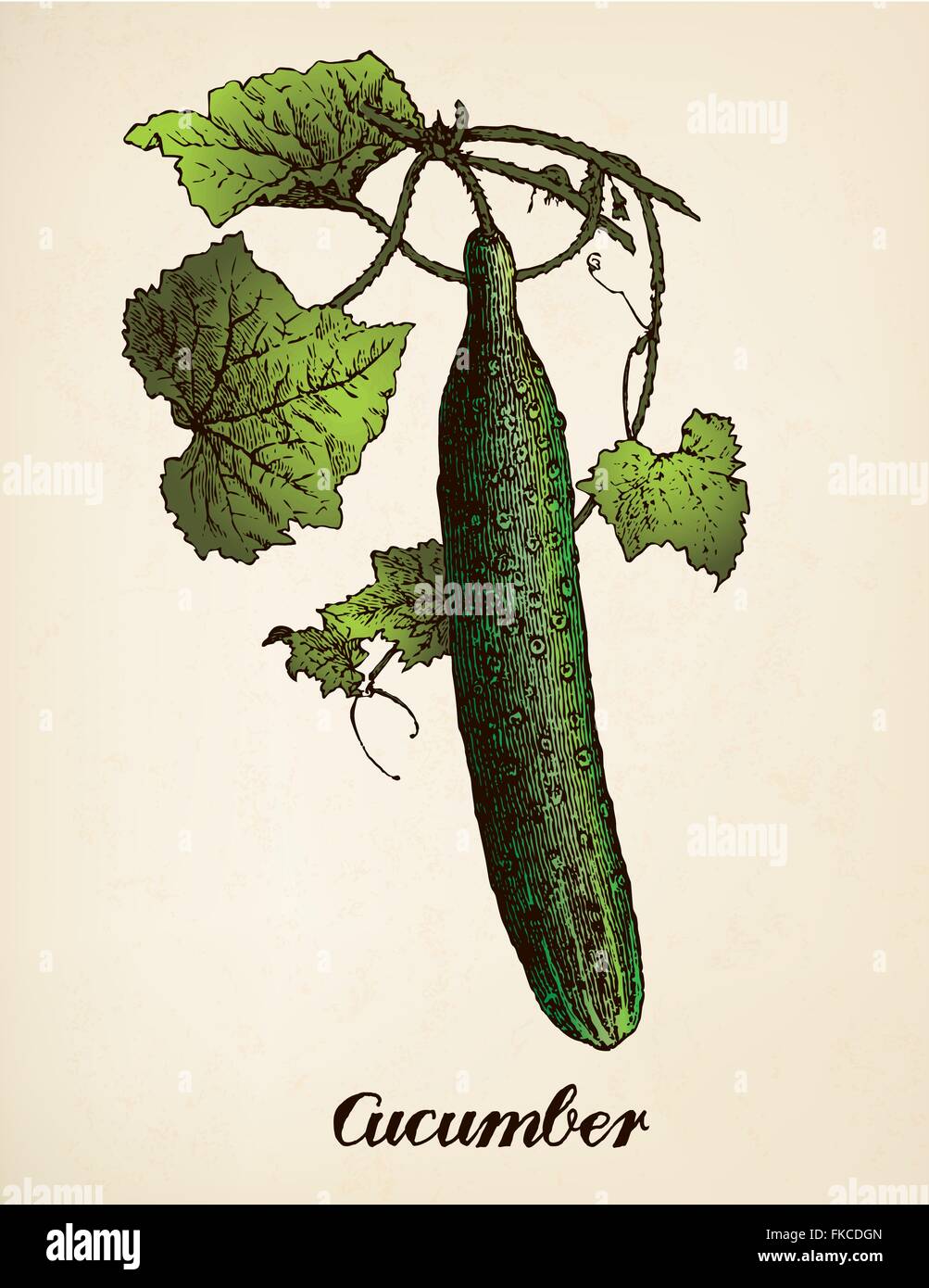 Cucumber Illustration