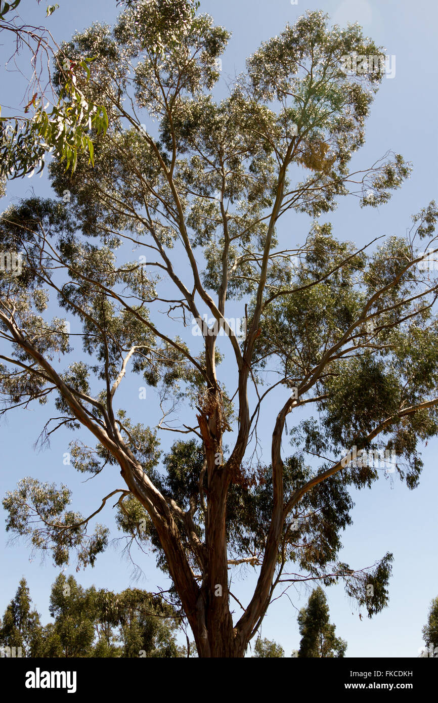 Eucalyptus tree in Addis Ababa, Ethiopia Stock Photo - Alamy