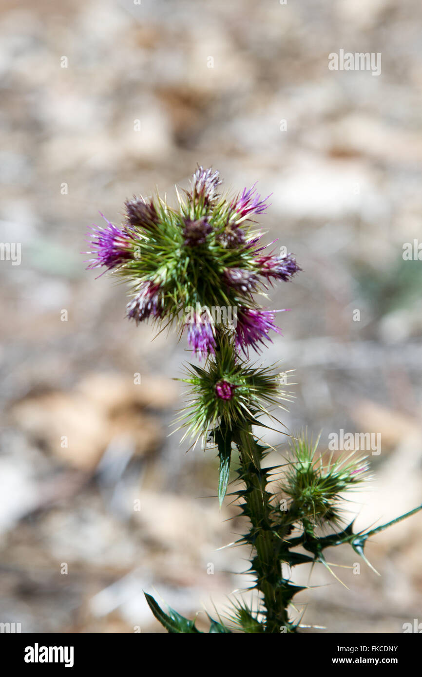 Ethiopian flowers hi-res stock photography and images - Alamy