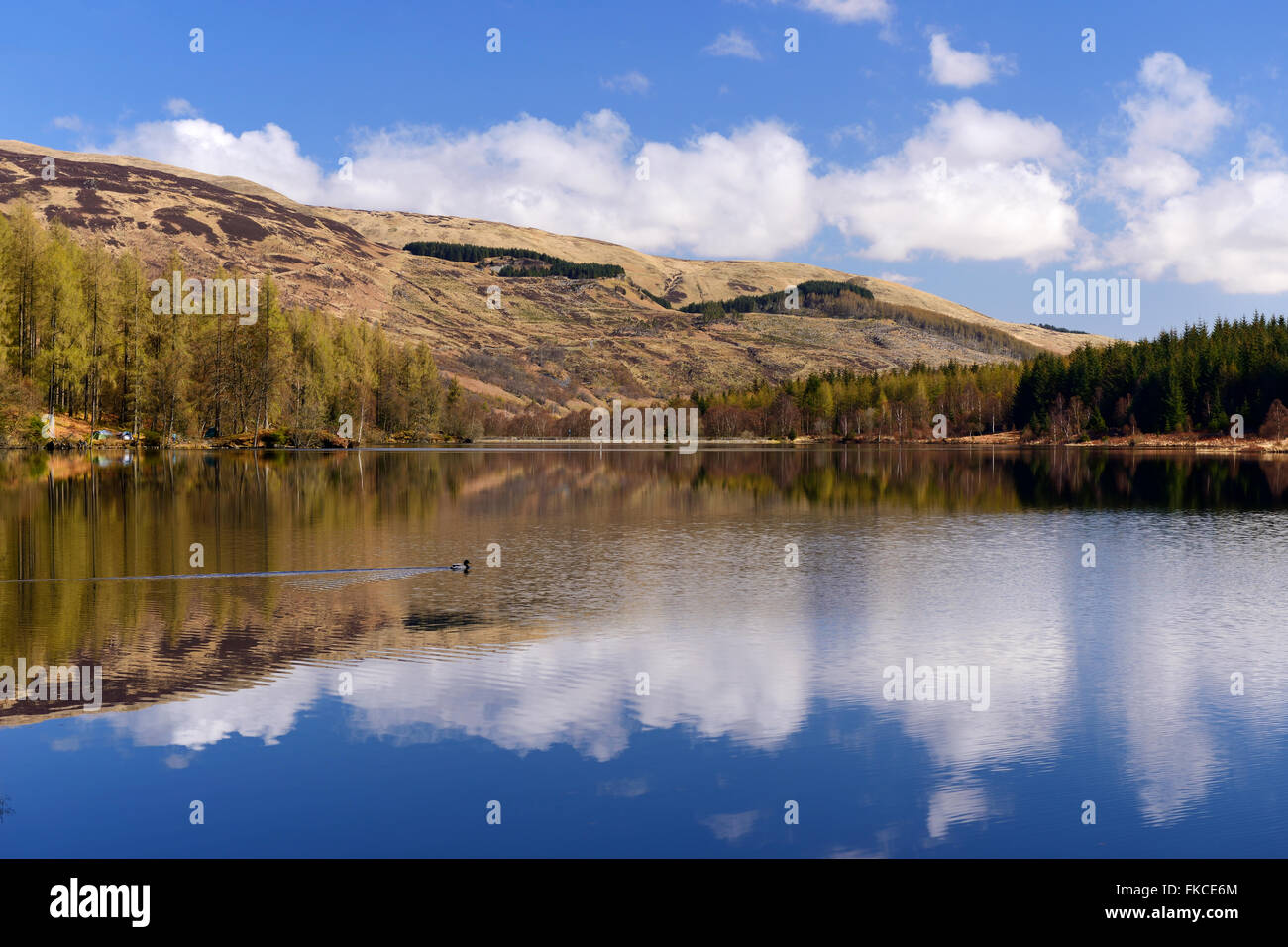 Reflections on Loch Drunkie, Achray Forest Drive, Trossachs, Scotland ...