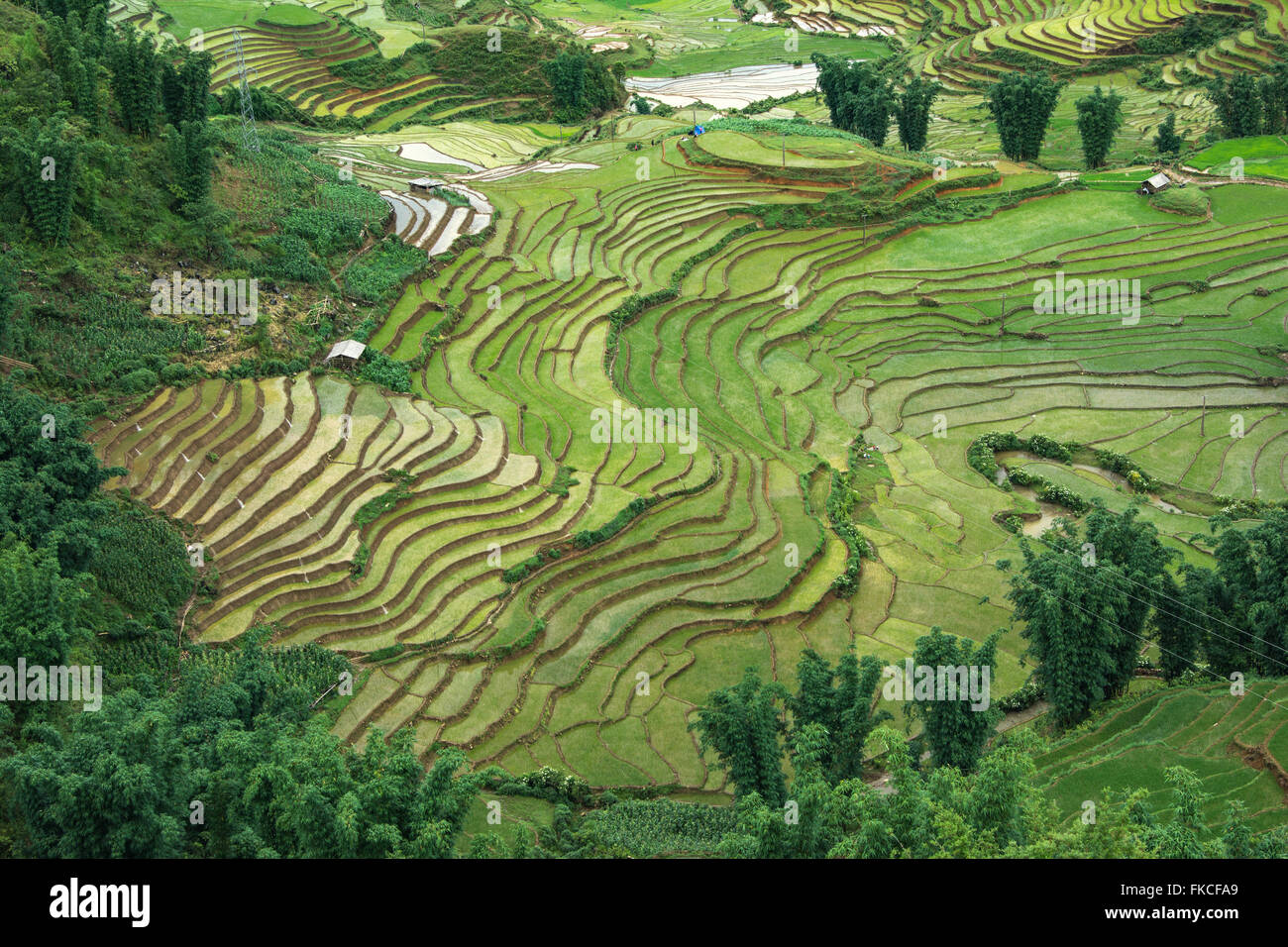 Malaysia rice field terraced hi-res stock photography and images - Alamy