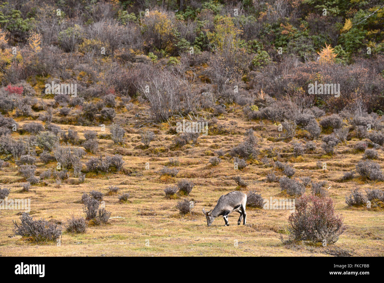 wild goat with Beutiful nature of Colorful autumn in Yading national ...