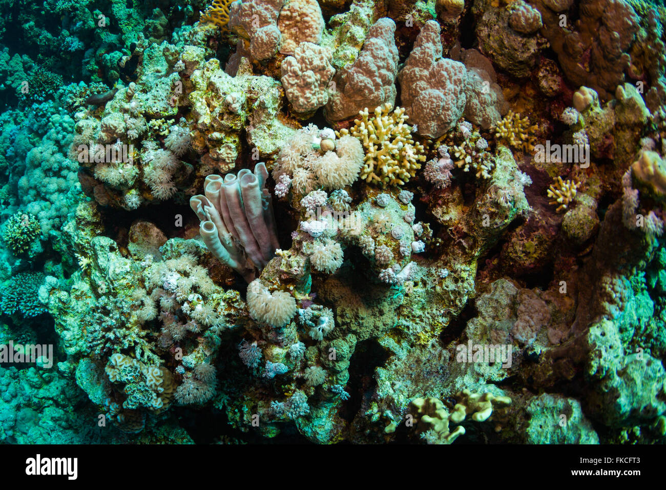 Beautiful coral garden in Red Sea Stock Photo - Alamy