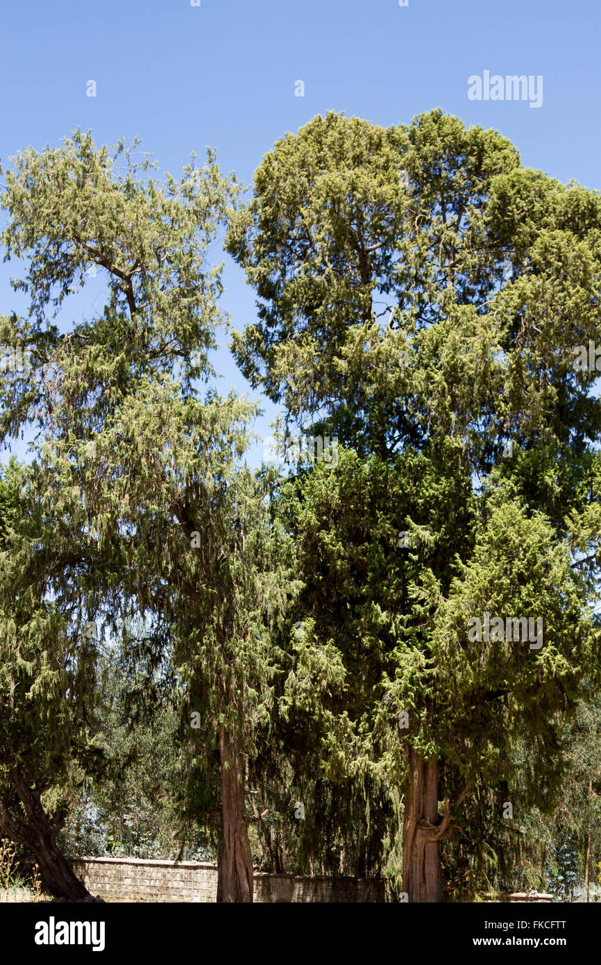 Eucalyptus tree in addis ababa hi-res stock photography and images - Alamy
