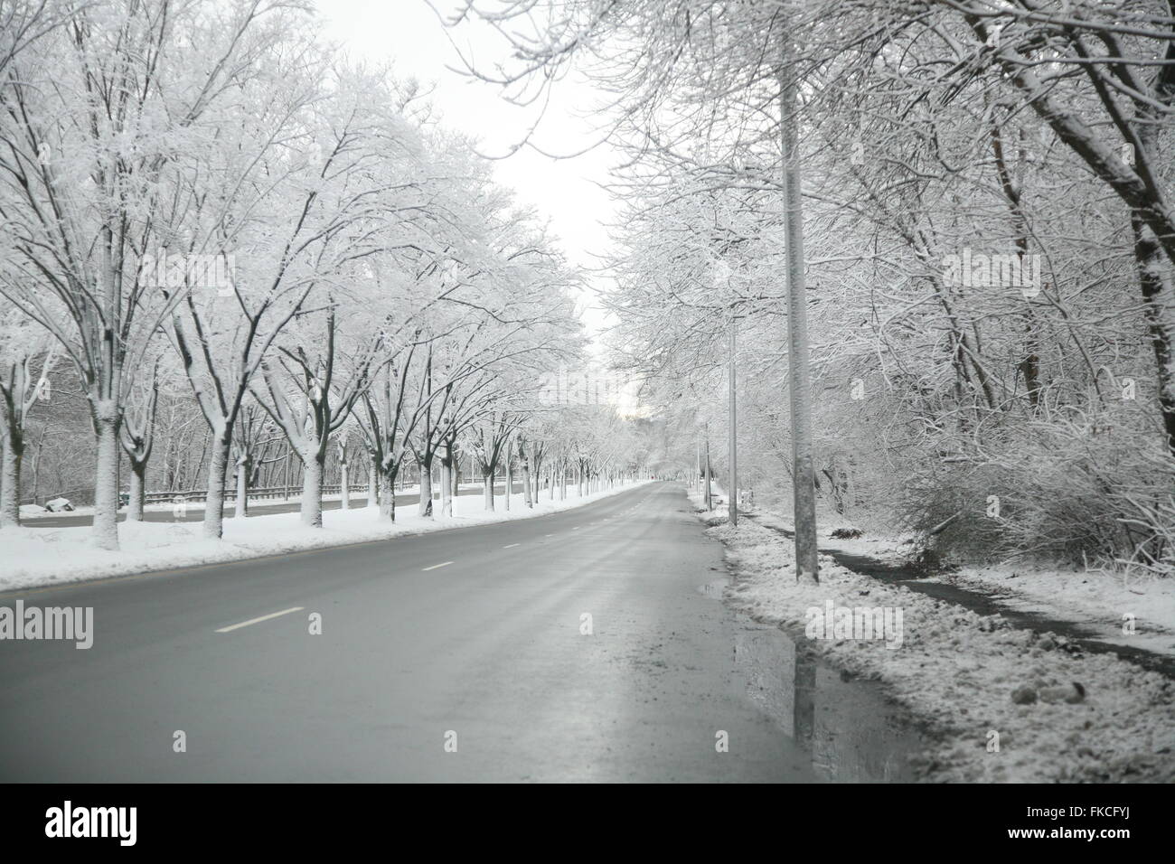 Snow covered tree lined street Stock Photo - Alamy