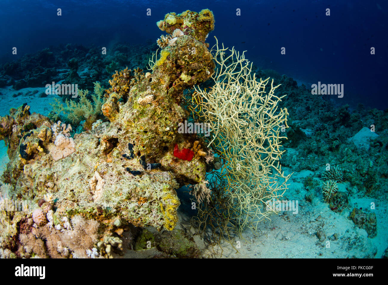 Beautiful coral garden in Red Sea Stock Photo - Alamy