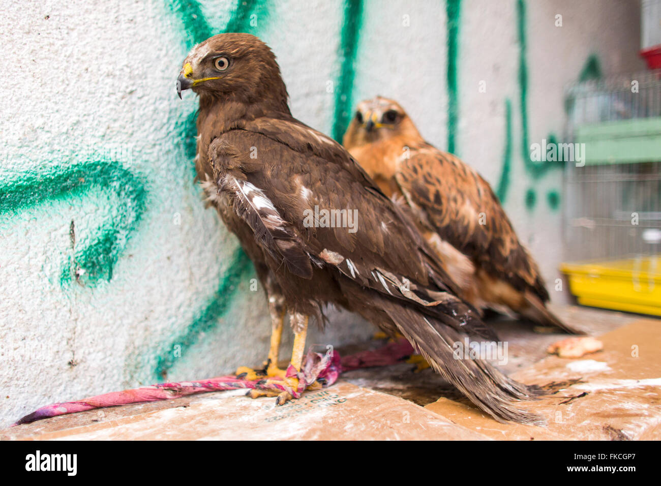 Poacher animal in cage hi-res stock photography and images - Alamy