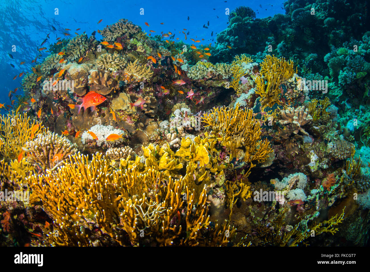 Beautiful coral garden in Red Sea Stock Photo - Alamy